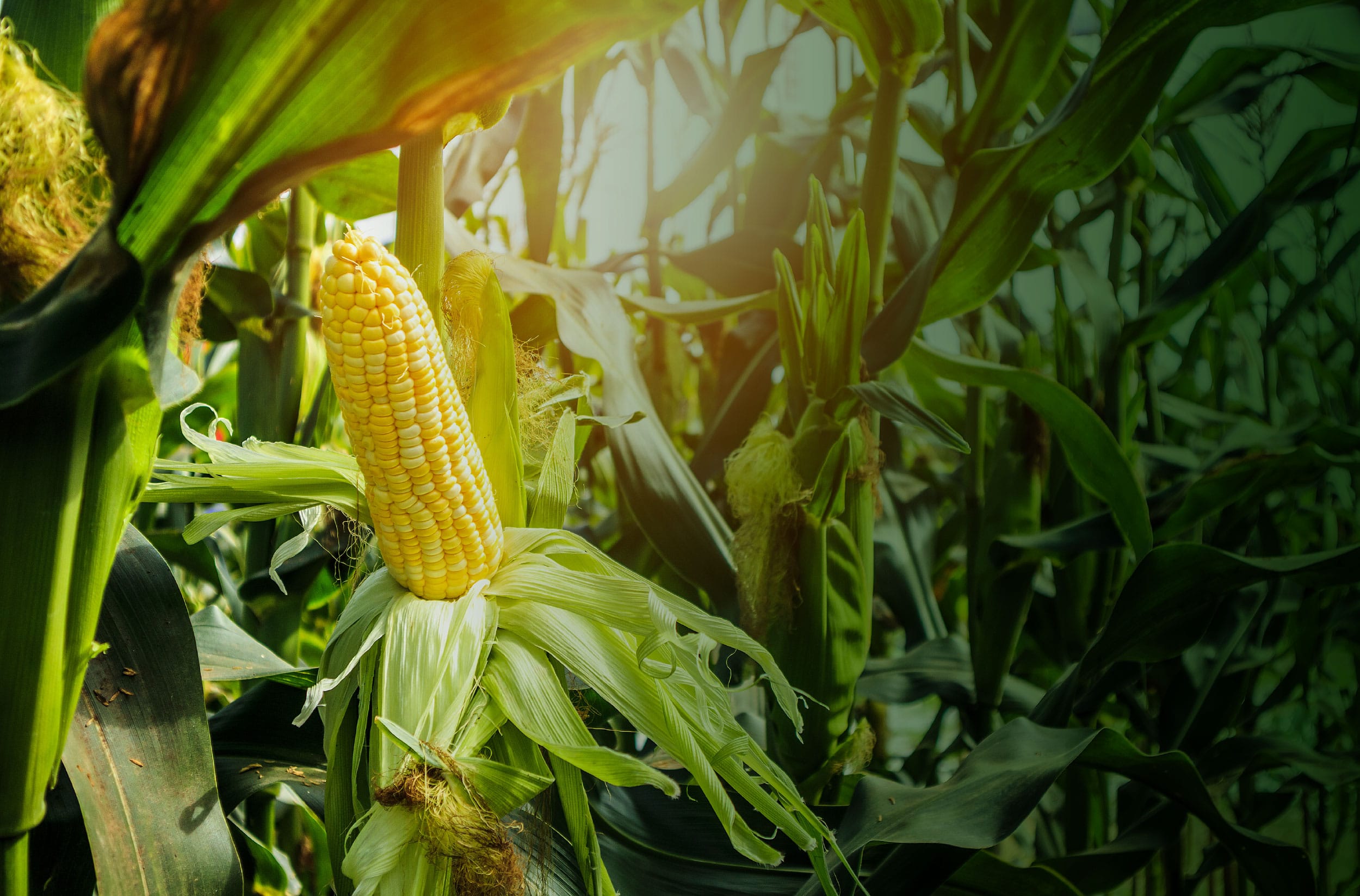 Jalapeno Popper Corn Salad - Green Leaf Sweet Corn